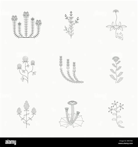 Medicinal Herbs Contour Icons Isolated On White Background Stock