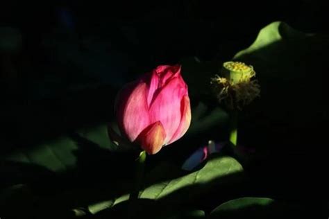 【媒体看甘州•新甘肃】张掖甘州：夏日荷花别样红澎湃号·政务澎湃新闻 The Paper