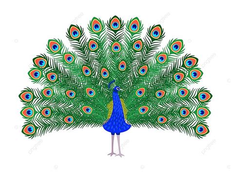 Peacock Feather Pattern Vector Hd Images Beautiful Peacock Vector