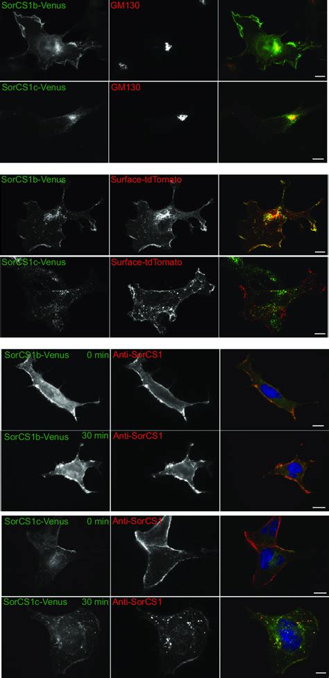 Differential Subcellular Localization And Internalization Capacities Of