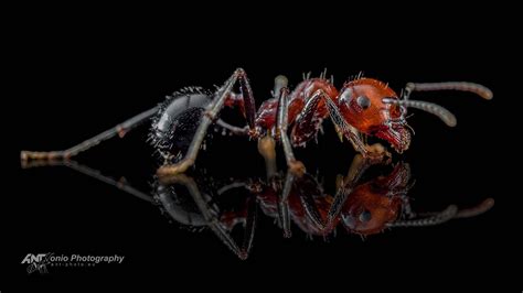 Messor minor - ANTonio Photography