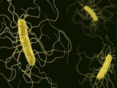 Clostridium Difficile E A Indústria Alimentícia Revista Analytica
