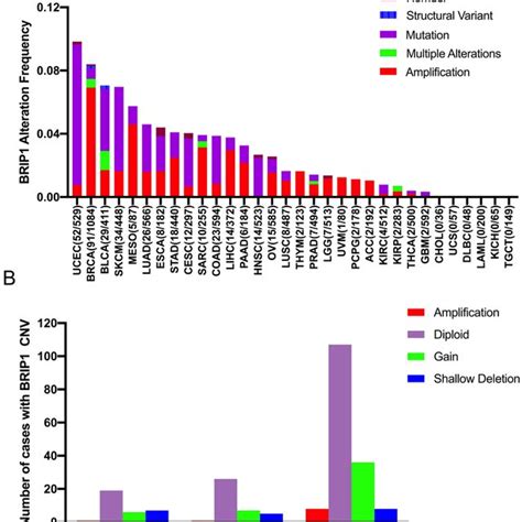 The Classification Of Brip1 Mutations According To Potential Effects Of