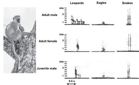 Communication Comparative Psychology Evolution And Development Of Brain And Behavior