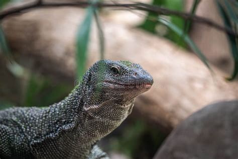 Portrait Of A Dangerous Predatory Monitor Lizard Stock Image Image Of