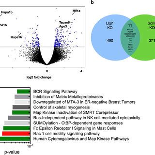 Global Gene Expression Profiling Of Scrib Deficient Hsc A Volcano Plot