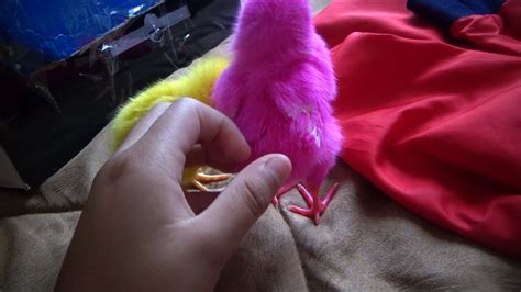 Mi Nueva Mascota Unos Pollitos De Colores Youtube