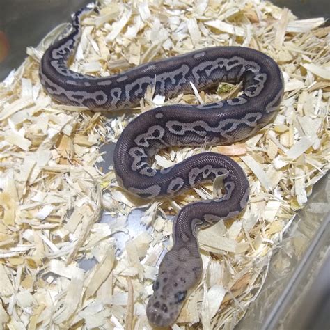 Recent Locks Python Hub Ball Pythons Morphmarket Reptile Community