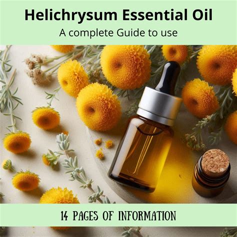 Helichrysum Essential Oil Complete Guide To Essential Oil