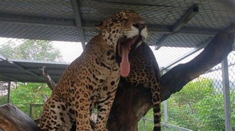 Narcotráfico Los Jaguares De Poderoso Capo Ecuatoriano A Quien Petro