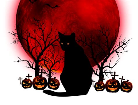 Halloween Black Cat Png By Loc On Dribbble
