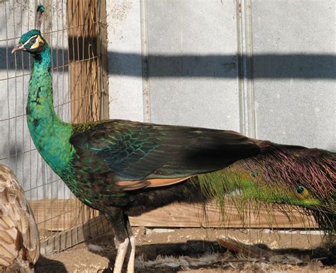 Black Shoulder Peacock