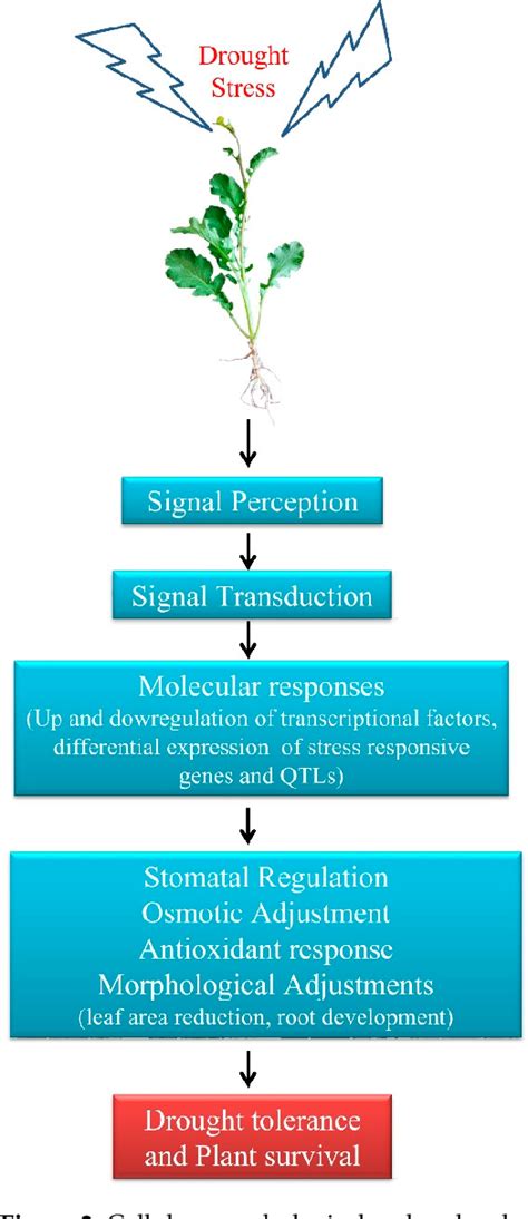 Figure 2 From Applications Of Molecular Markers For Developing Abiotic