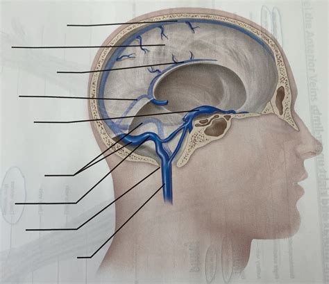 Venous Sinuses Diagram Quizlet Venous Sinuses Diagram Quizlet