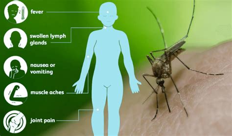 Chicago Department Of Public Health Confirms Chicago S First West Nile