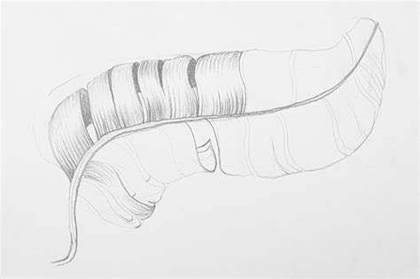 How To Draw A Leaf All About Realistic Leaf Drawing