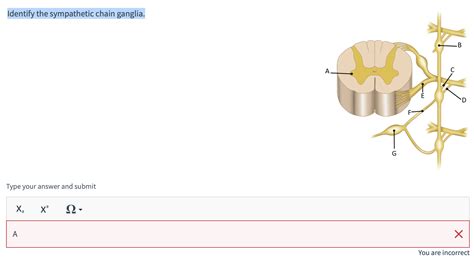 Solved Identify The Sympathetic Chain Ganglia Type Your