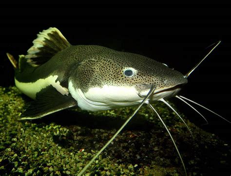 70 Catfish Wallpapers WallpaperSafari