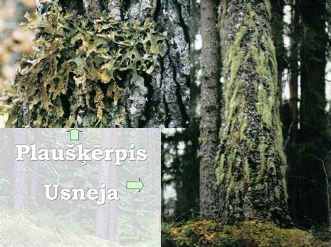 Ppt ŽĪguru Pagasta Dabas Objekti Powerpoint Presentation Free