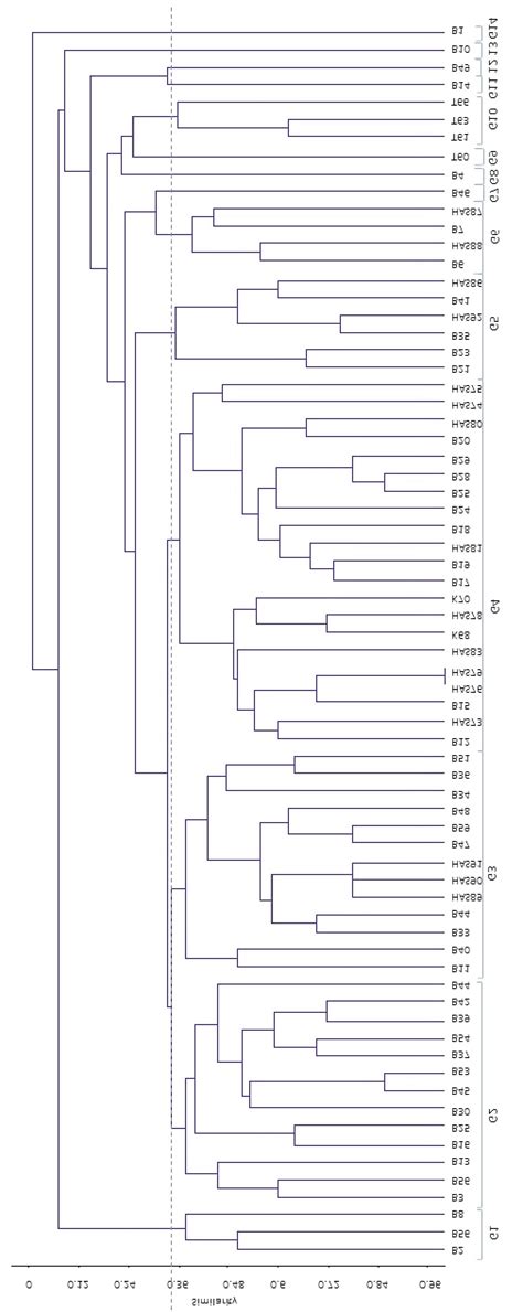 ­ dendrogram constructed from ssr and issr markers using past program