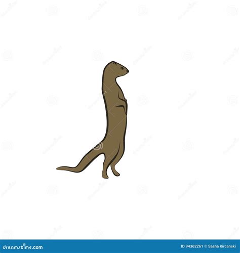 Mongoose Vector Illustration Stock Vector Illustration Of Cute