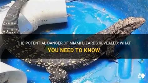 The Potential Danger Of Miami Lizards Revealed What You Need To Know