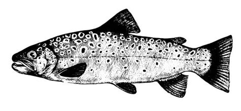 Best Brook Trout Silhouette Illustrations Royalty Free Vector Graphics
