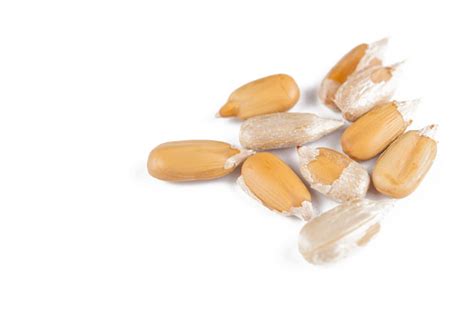 흰색 배경에 고립 된 껍질을 벗긴 해바라기 씨앗 공간을 복사합니다 0명에 대한 스톡 사진 및 기타 이미지 0명 개체 그룹 건강한 생활방식 Istock