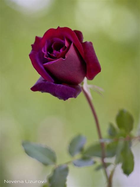 Nevena Uzurov Rose Rose Flowers Garden