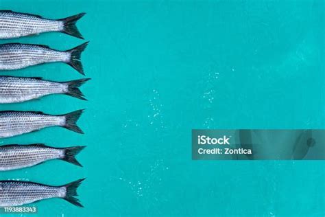 물고기 꼬리 맨 위 보기 청록색 배경에 해산물 식사 프리젠 테이션 컨셉 이미지 아쿠아 멘테컬러 가숭어에 대한 스톡 사진 및 기타