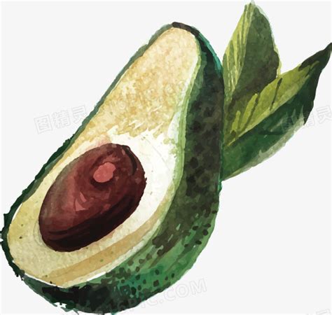 矢量手绘牛油果图片免费下载 PNG素材 编号1kxinxm0z 图精灵
