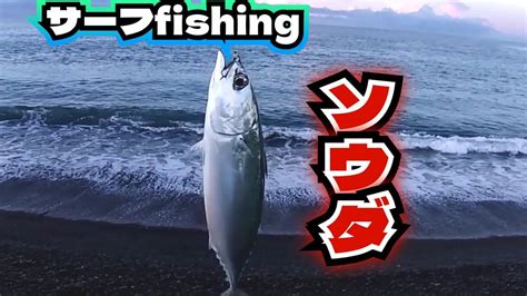 【釣り】 高知 釣り 『サーフで、青物が釣れる』 Youtube