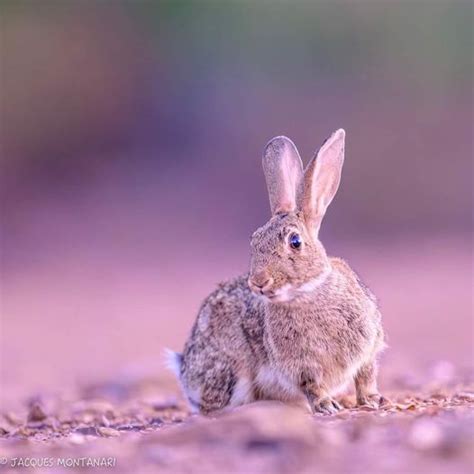 Le Lapin Rose Chatnine