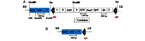 Schematic Representation Of The T Dna Region Of The Download Scientific Diagram