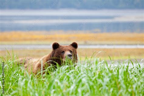 Grizzly Bear Ursus Arctos Horribilis Hiding In Grass Admiralty