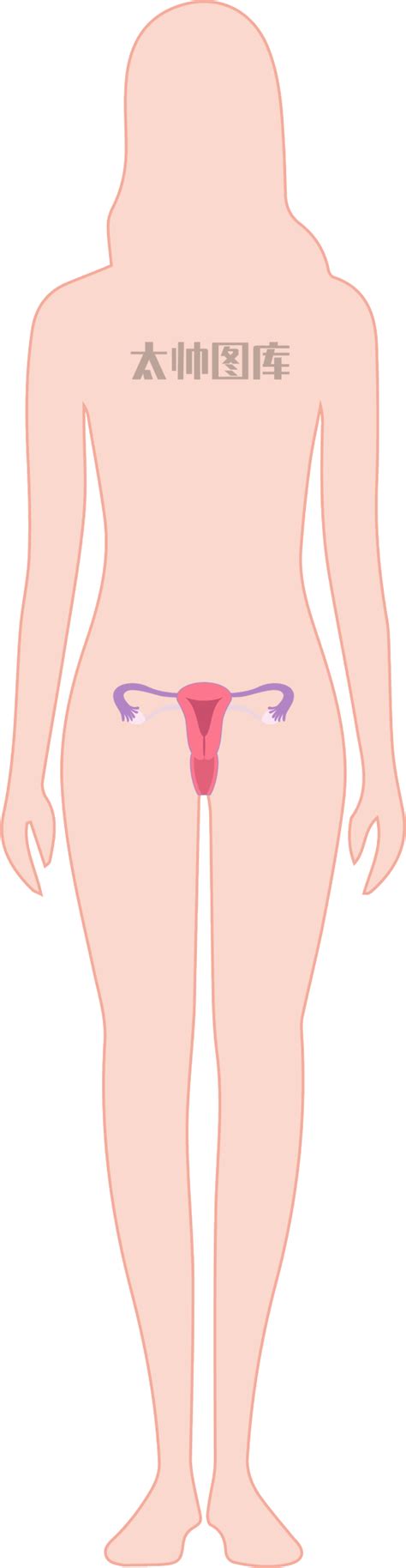 女性生殖系统 医学插画