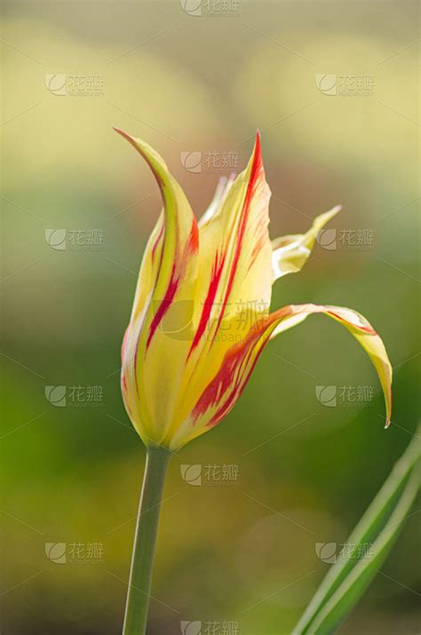 郁金香 百合花 玛丽莲梦露 自然美 线条 对称 公园 花鳞茎 植物 户外