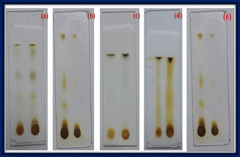Tlc Plate Of Methanolic Extract Of Leaves Of Gymnema Sylvestre Download Scientific Diagram