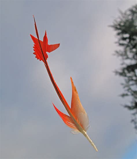 How Does This Feather Hold Together — Featherfolio