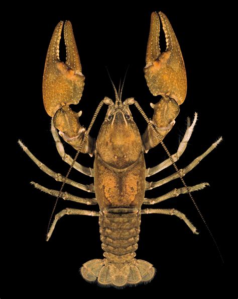 Species New To Science [crustacea • 2023] Cambarus Lapidosus And C