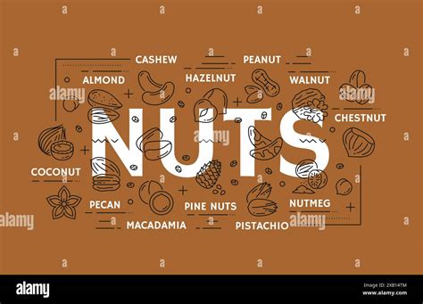 Line Nuts Linear Vector Coconut Pecan Pine Nuts Or Macadamia Pistachio And Nutmeg Cashew