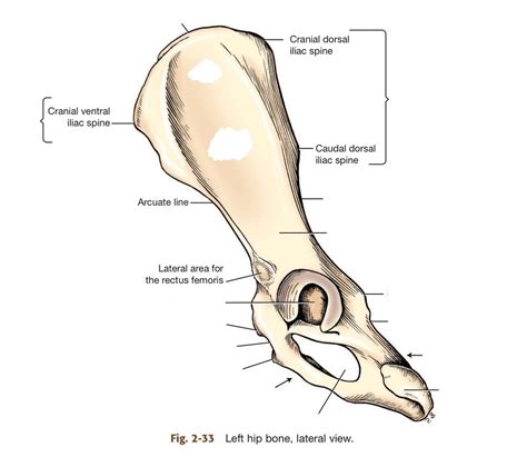 Lateral View Pelvis Pelvic Girdle Ilium Ischium Pubis Diagram