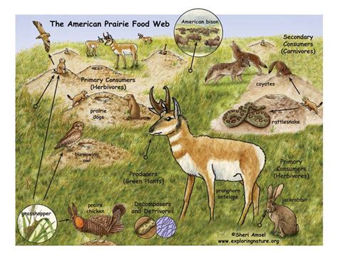 Food Web Of The Grassland Fitzgerald Lecous