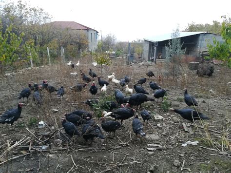 მარინეს საოჯახო ფერმა Home