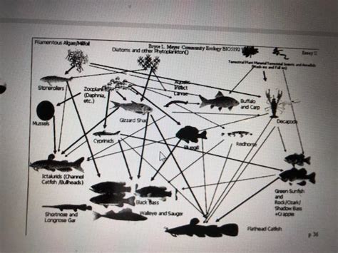 Ecosystems Diagram Quizlet