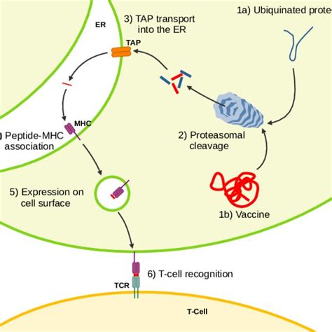 The Events In The Antigen Processing Pathway Determine What Is Download Scientific Diagram