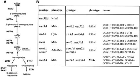 A Simplified View Of Sulfur Amino Acid Biosynthesis In Yeast B The