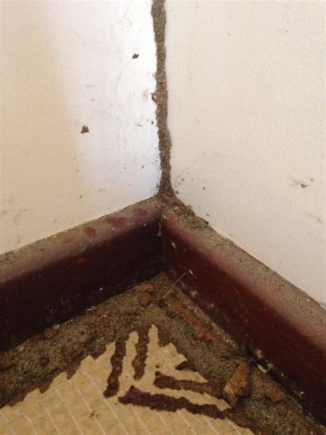 Shield And Protect Your Home With Our Termite Prevention And Important