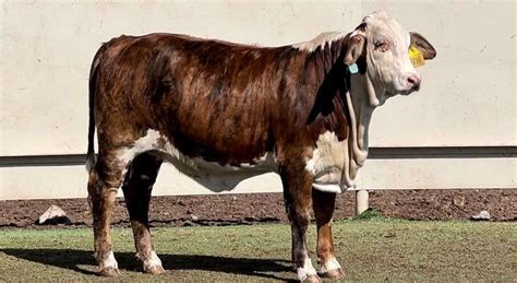 Braford Jandj Cattle Co