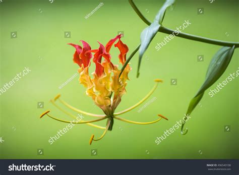 Red Yellow Flame Lily Flower Stock Photo Shutterstock